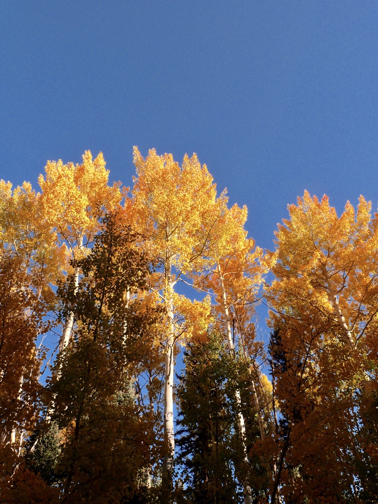 ’TIS THE SEASON – Pam Engelbert